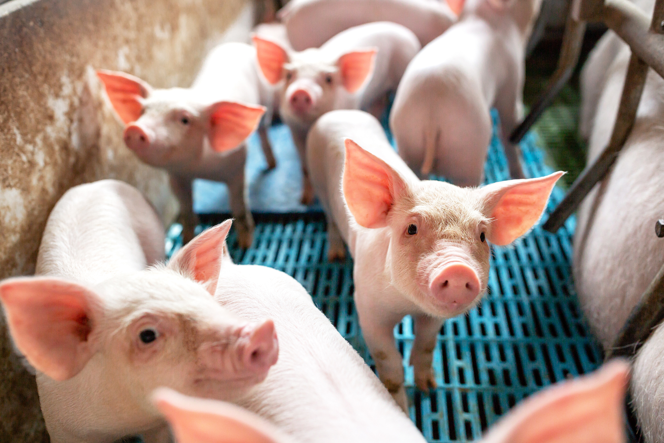 PED And Hog Farm Sanitation ped-and-hog-farm-sanitation